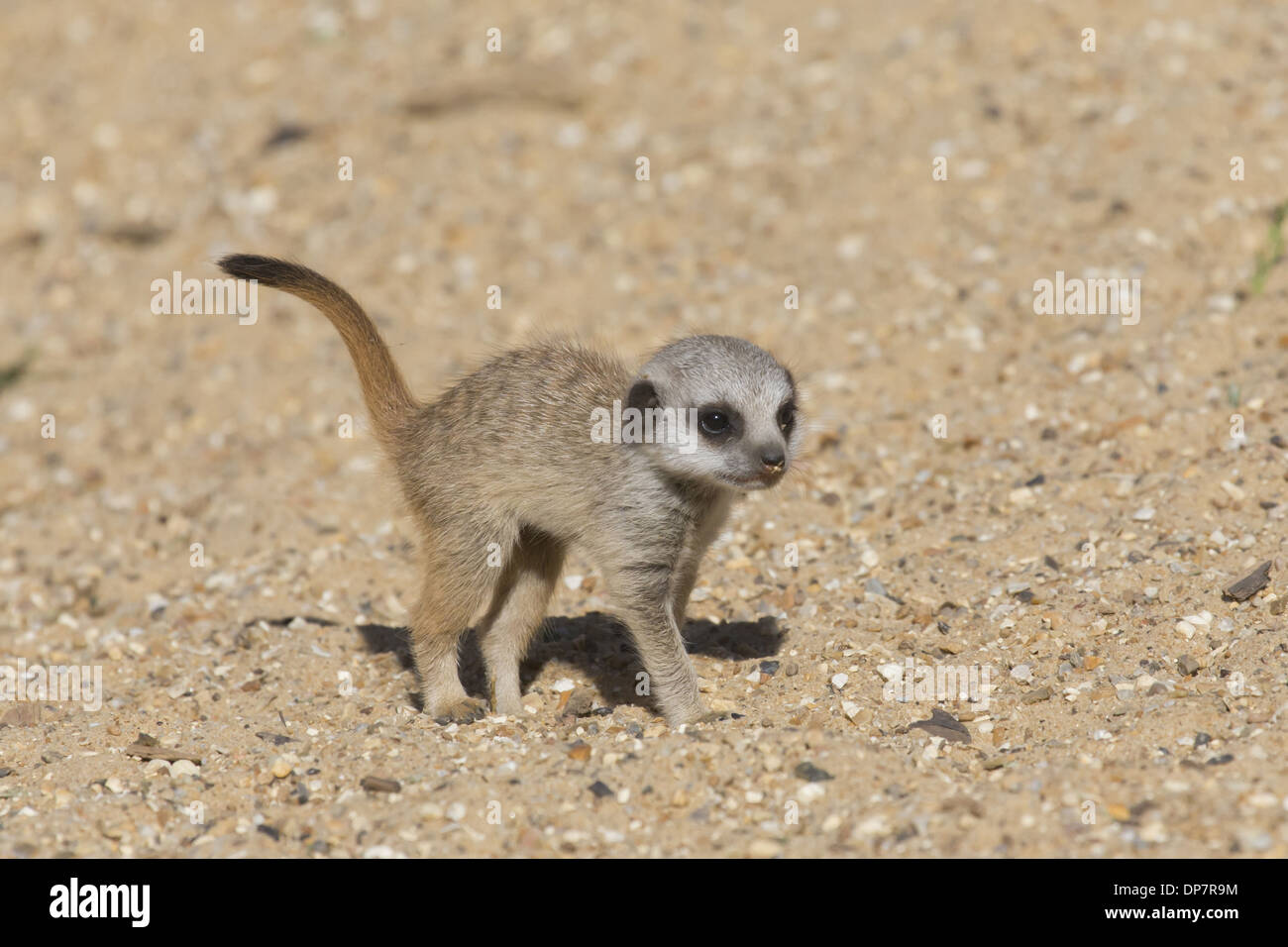 Standing meerkats suricatta suricata hi-res stock photography and ...