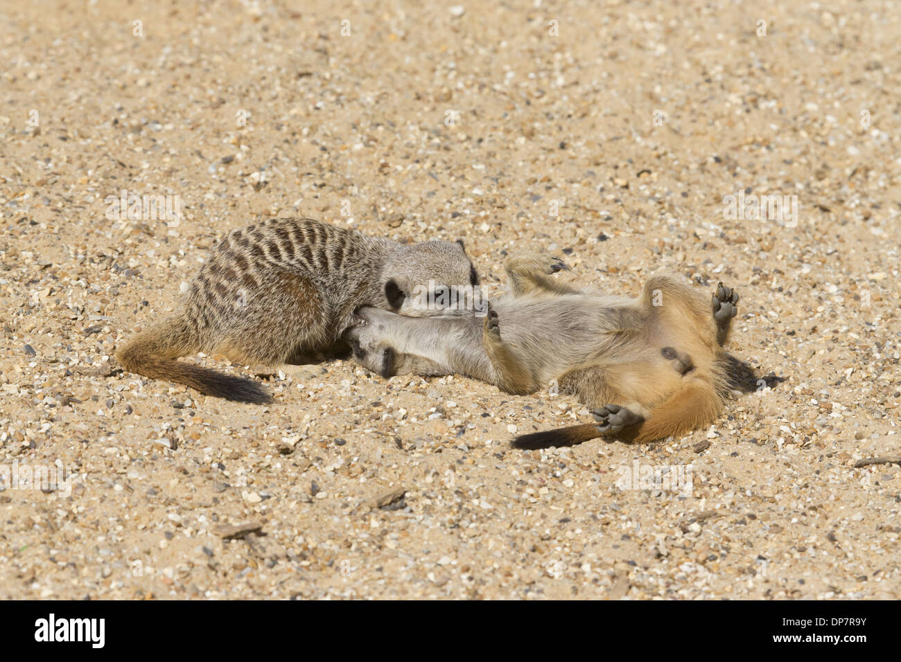 Meerkat fight fighting hi-res stock photography and images - Alamy