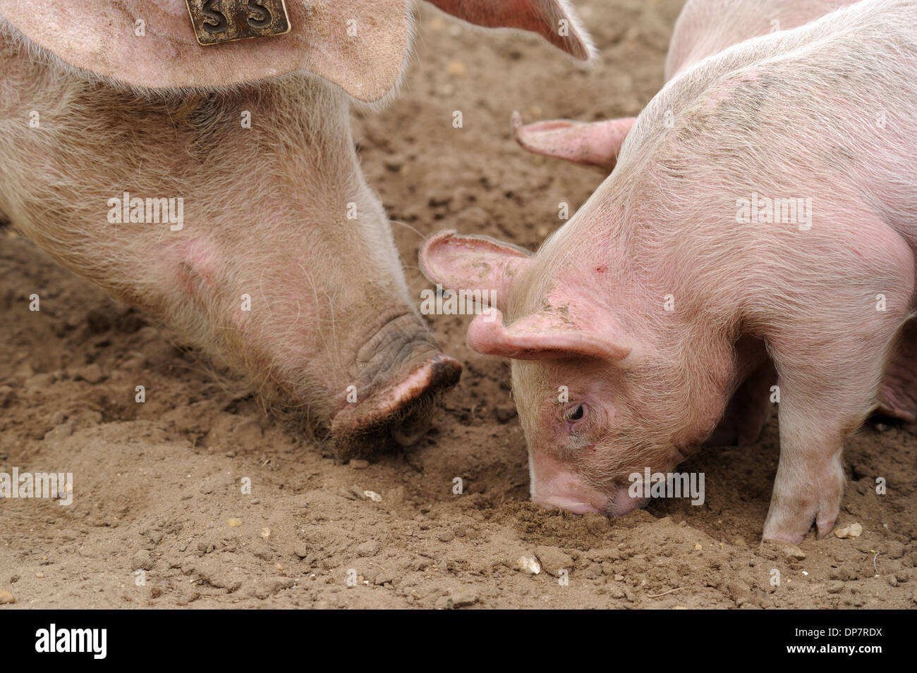 Pigs rooting in dirt field hi-res stock photography and images - Alamy