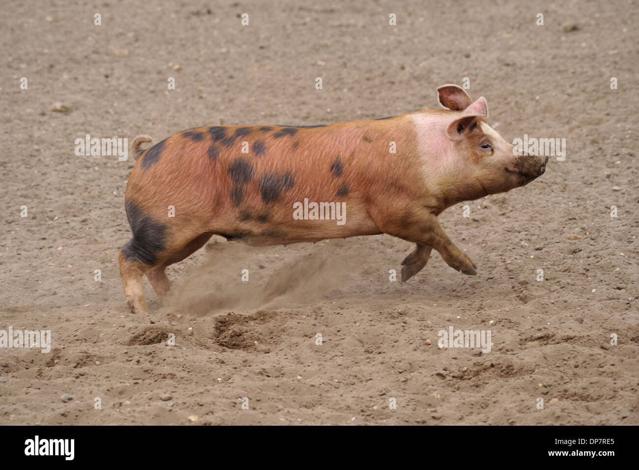 Crossbred pigs hi-res stock photography and images - Alamy