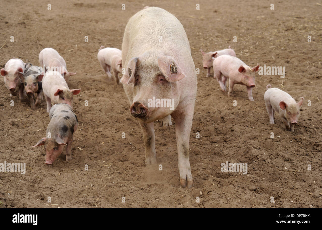 Crossbred pigs hi-res stock photography and images - Alamy