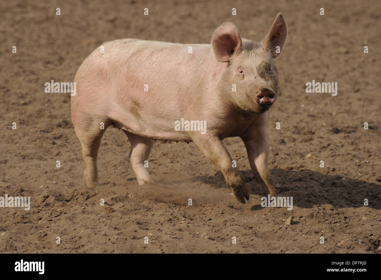 Pigs running free hi-res stock photography and images - Alamy