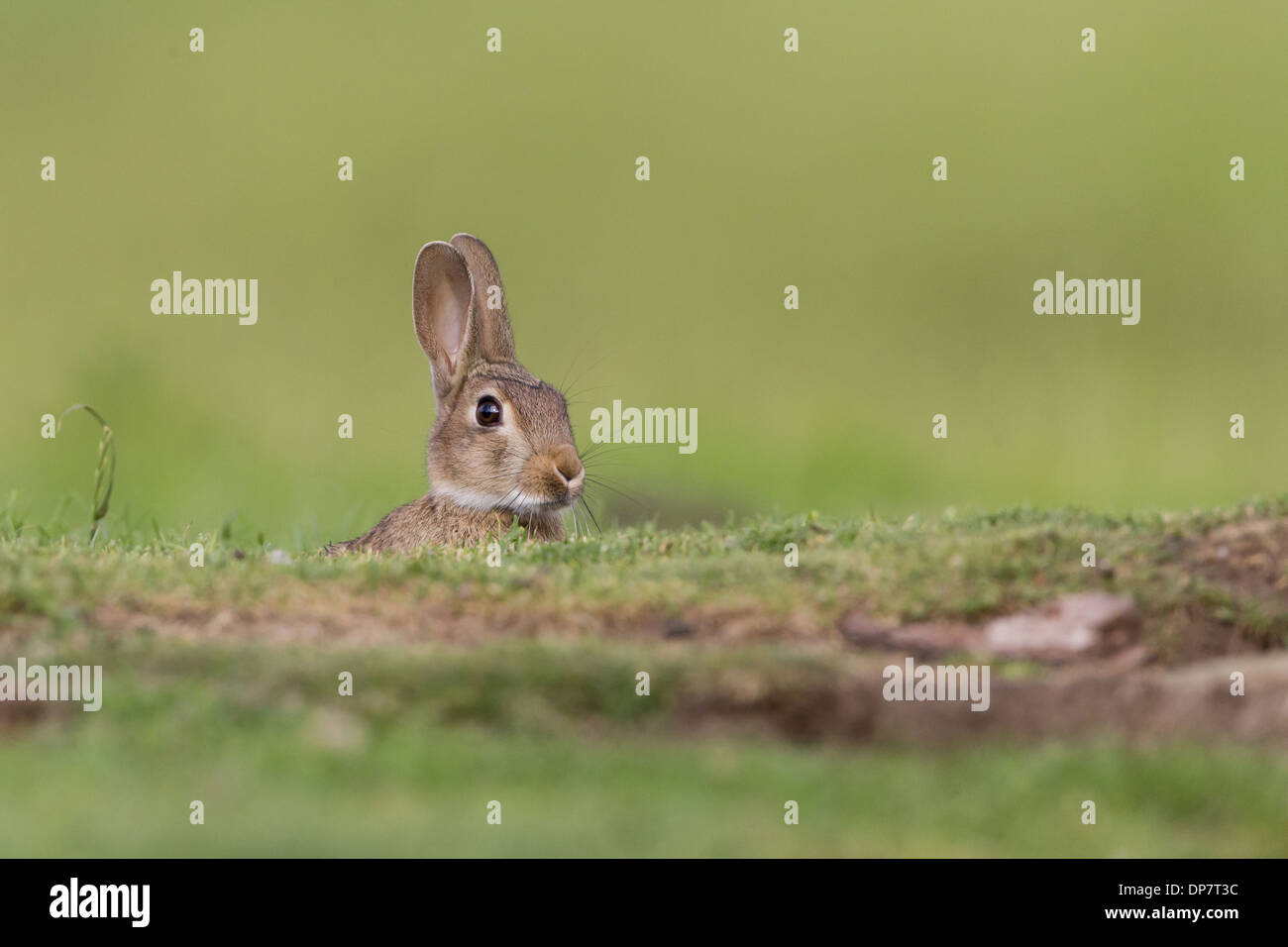 Rabbit holes uk hi-res stock photography and images - Alamy