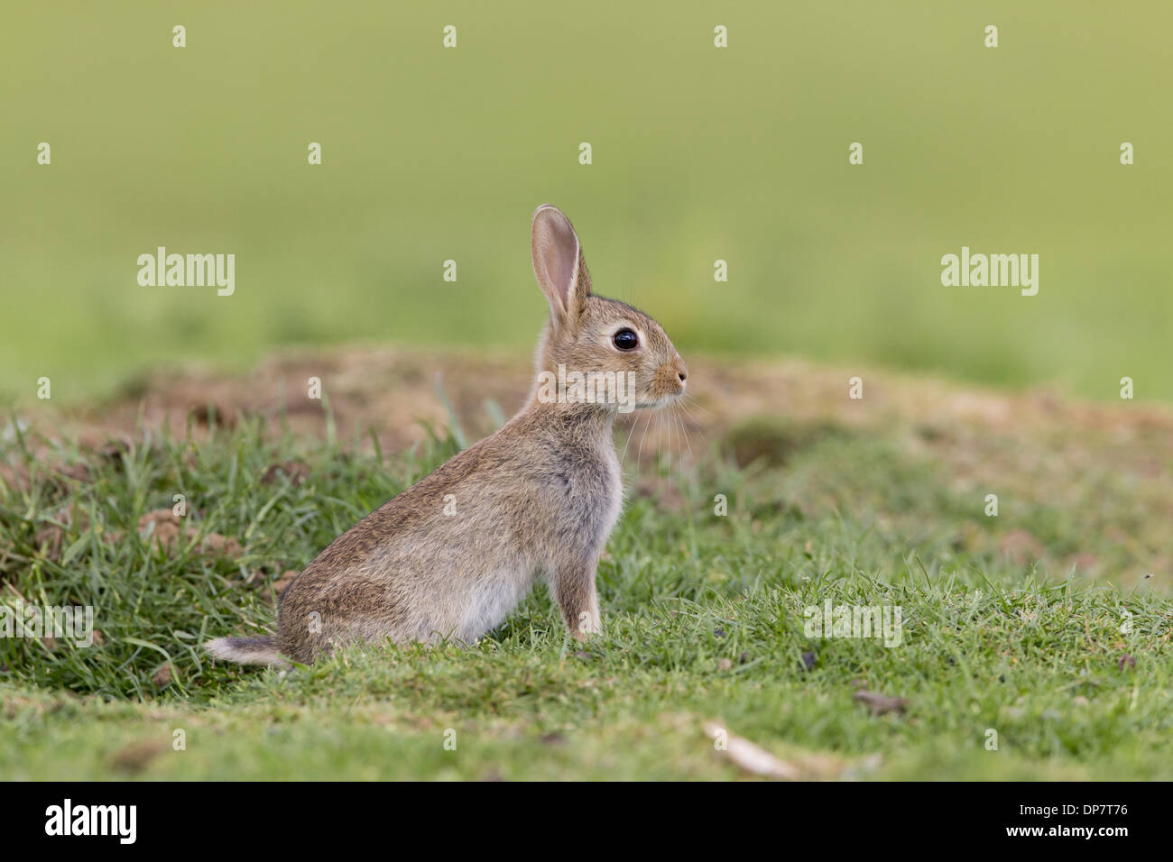 Rabbit holes uk hi-res stock photography and images - Alamy
