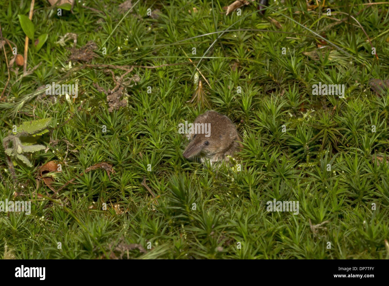 Pygmy shrew hi-res stock photography and images - Alamy