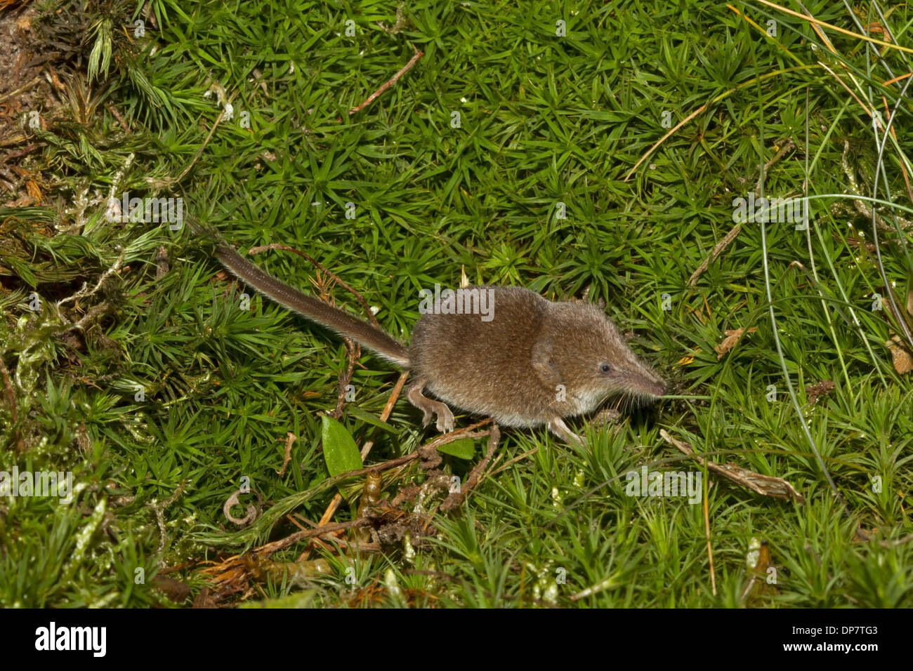 Sorex minutus hi-res stock photography and images - Alamy