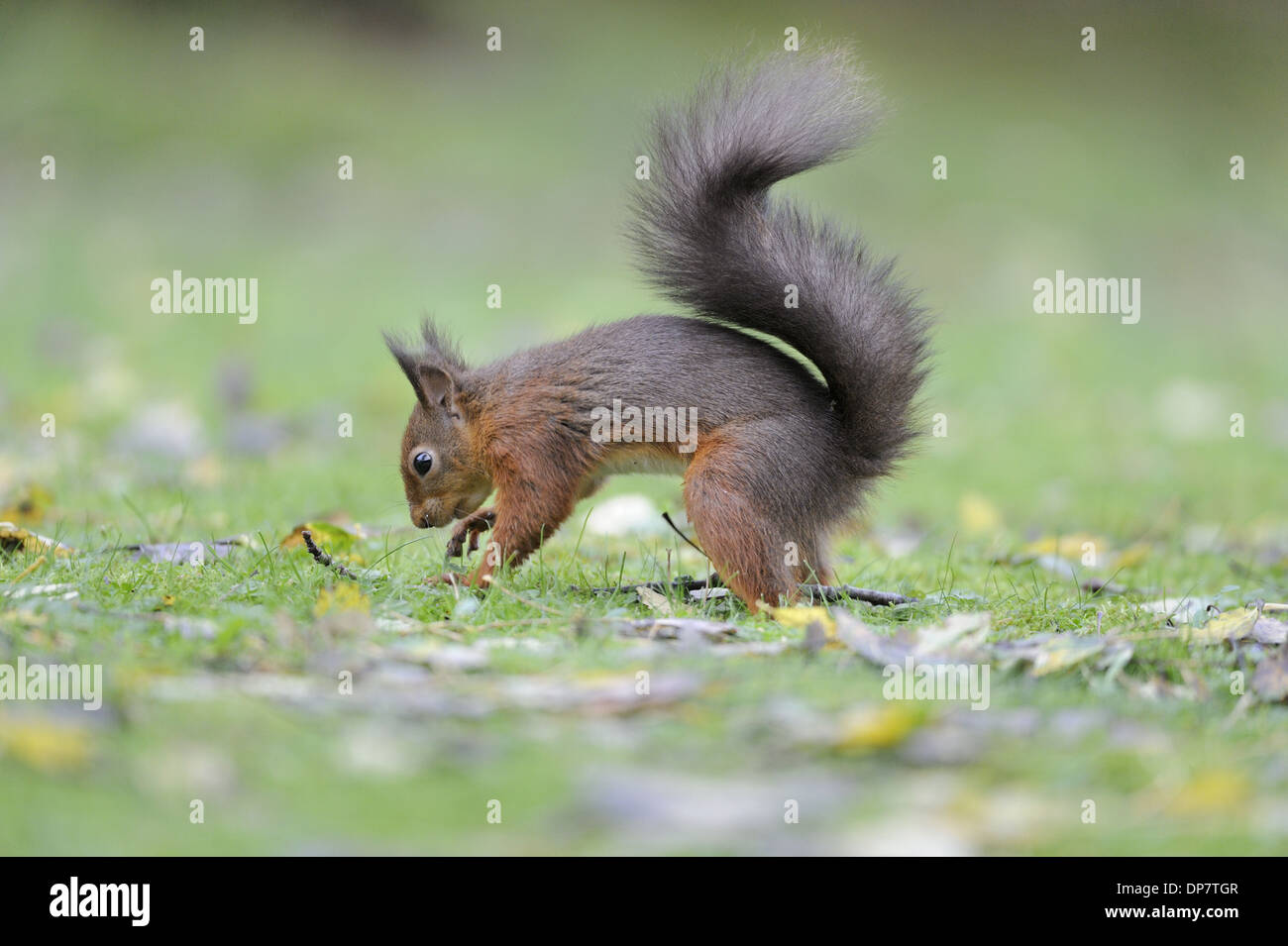 Red squirrel burying nuts hi-res stock photography and images - Alamy