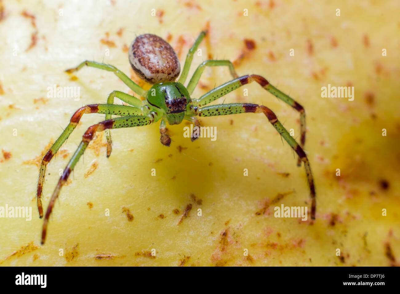 The Green Crab Spider (Diaea dorsata Stock Photo - Alamy