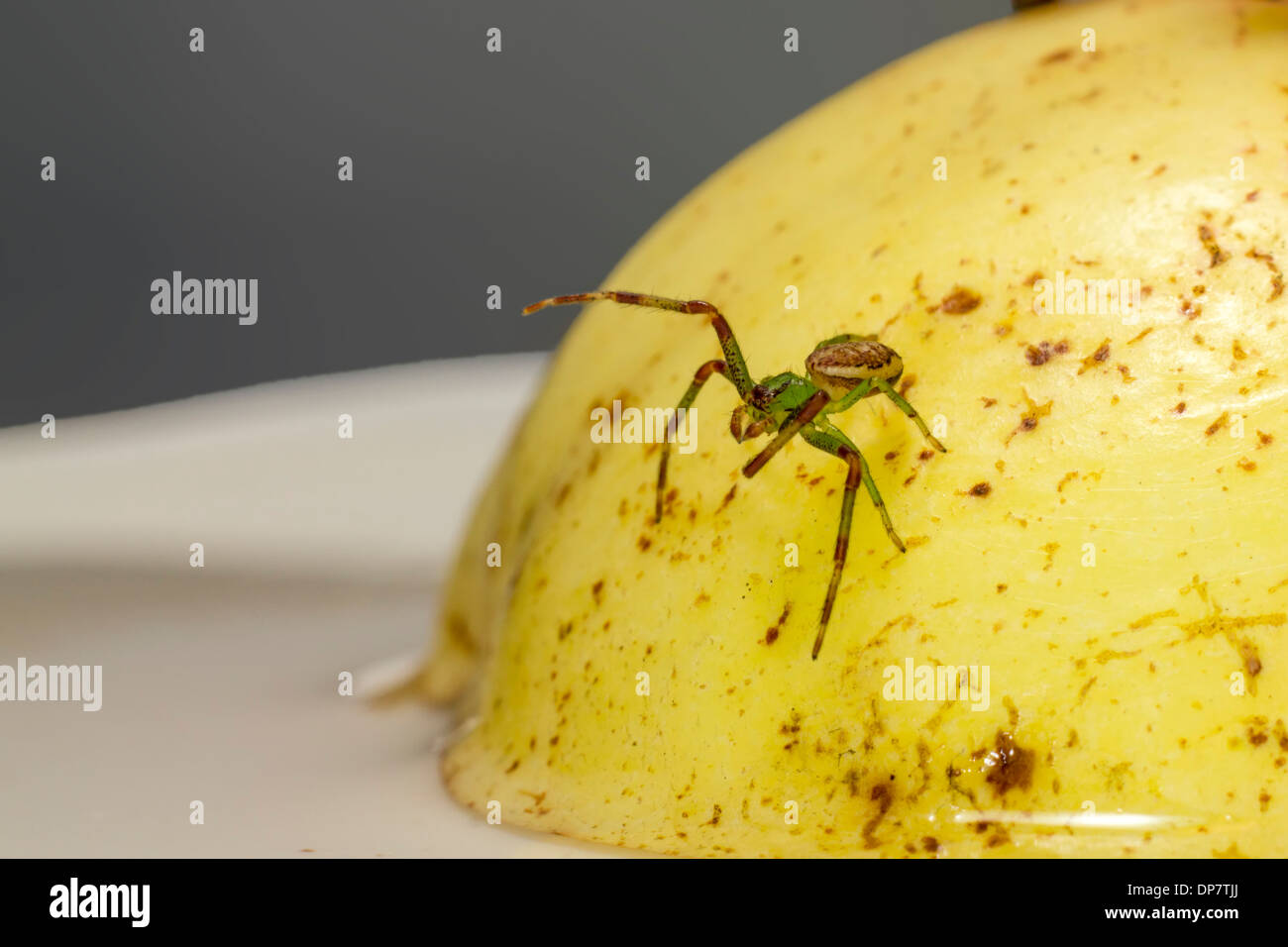 The Green Crab Spider (Diaea dorsata Stock Photo - Alamy