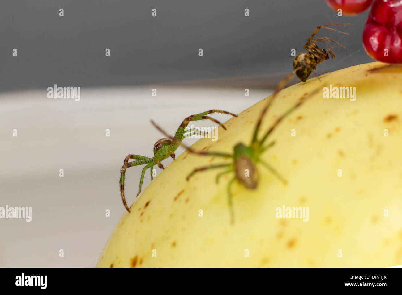 The Green Crab Spider (Diaea dorsata Stock Photo - Alamy