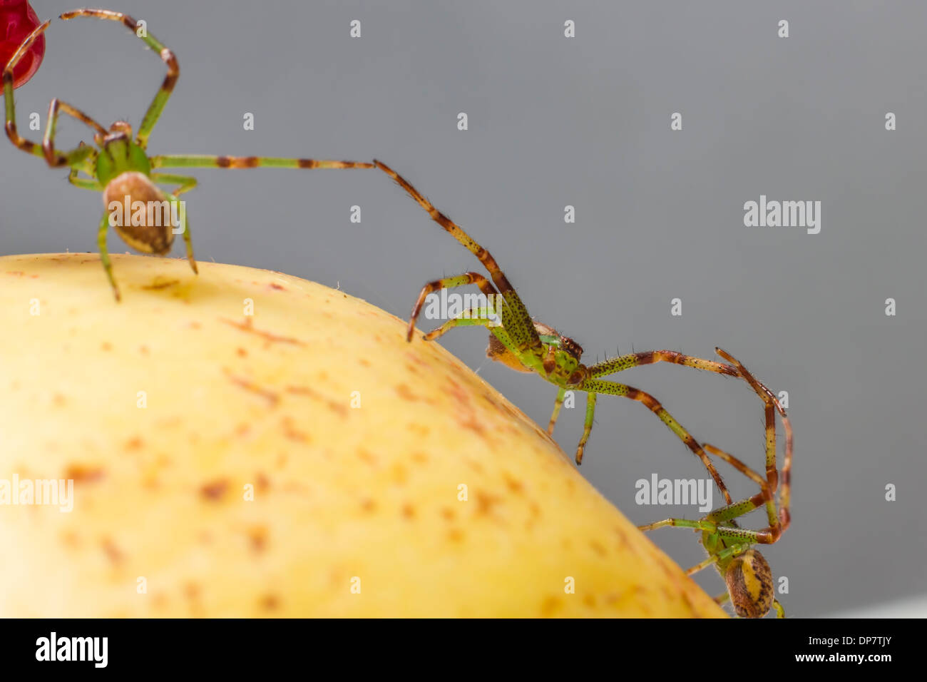 The Green Crab Spider (Diaea dorsata Stock Photo - Alamy