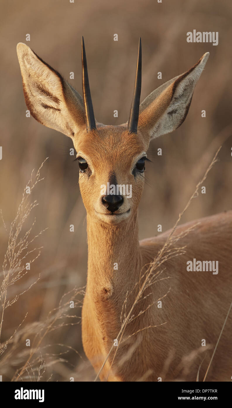 Steenbok