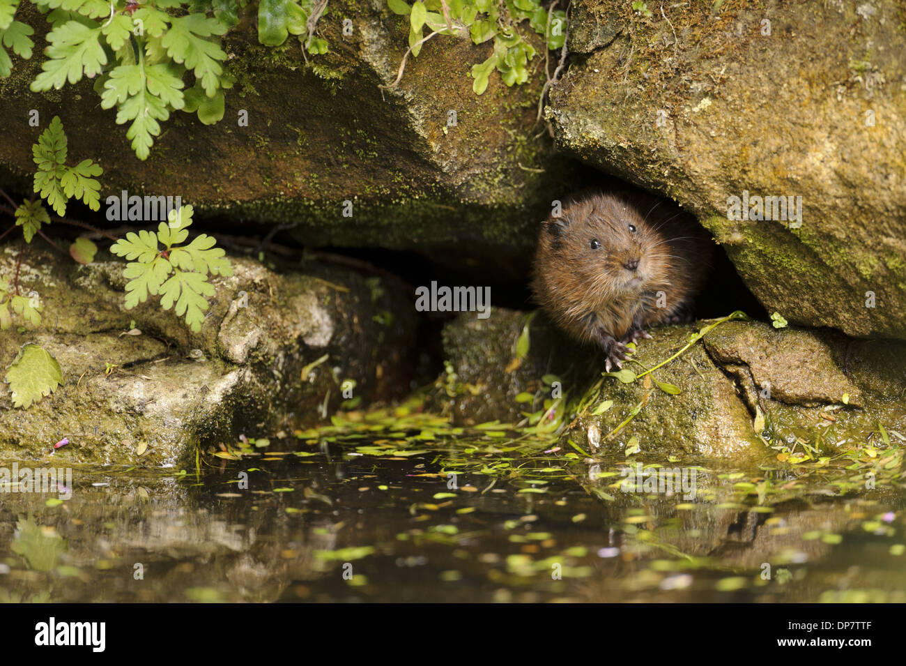 Water Vole (Arvicola terrestris) adult looking out from burrow entrance ...