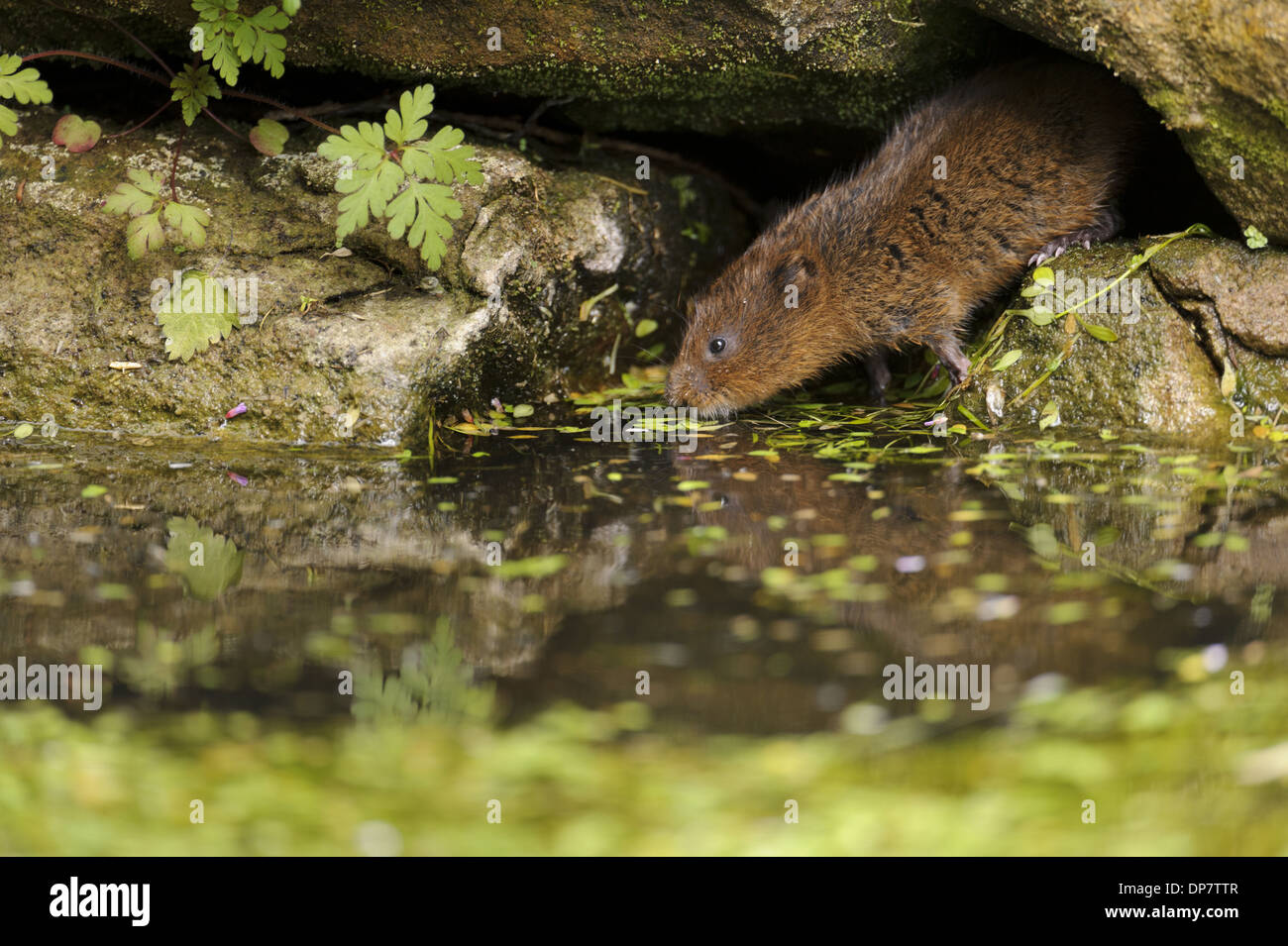 Water Vole (Arvicola terrestris) adult emerging from burrow entrance ...