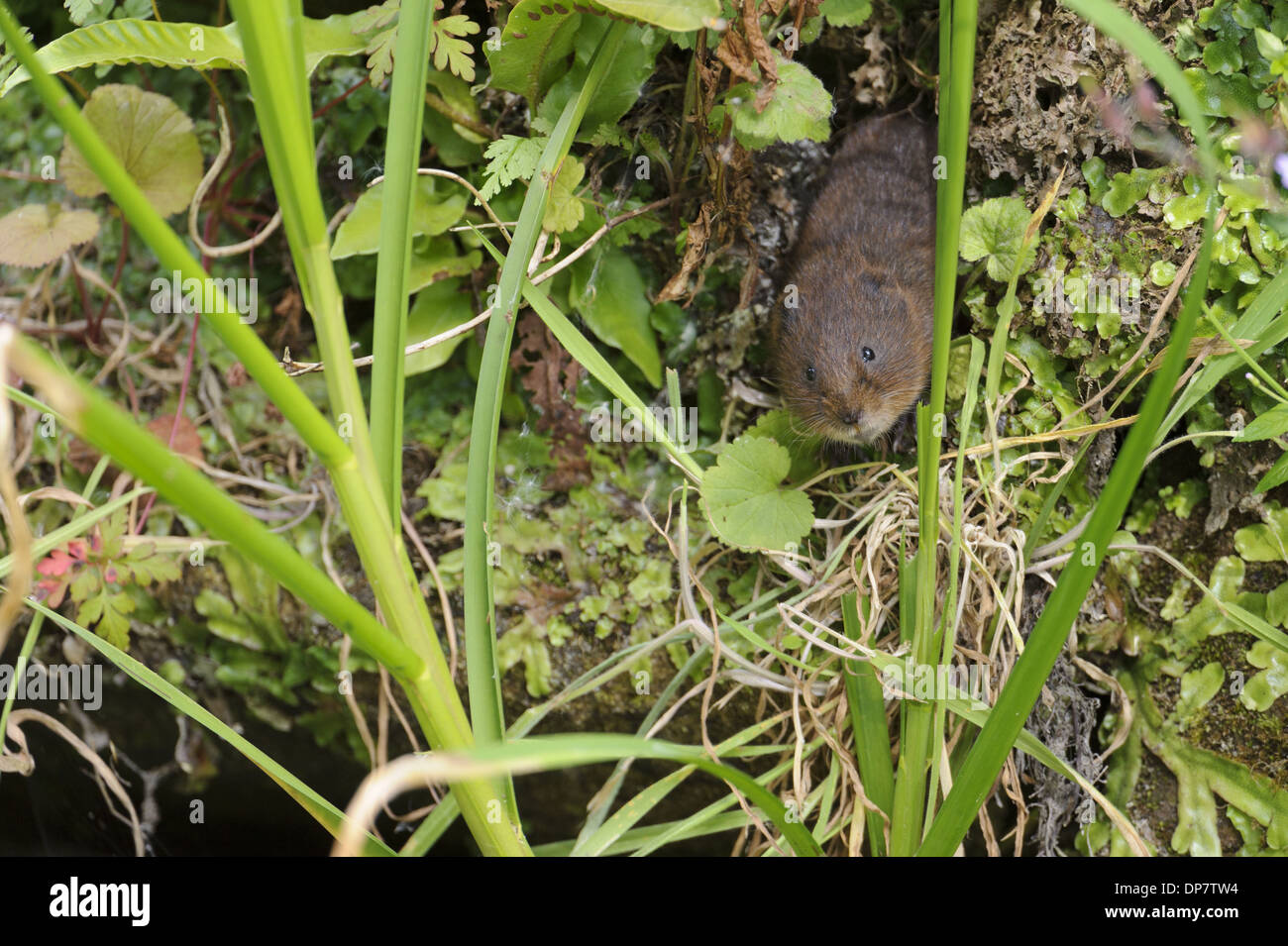 Water Vole (Arvicola terrestris) adult, emerging from burrow entrance ...