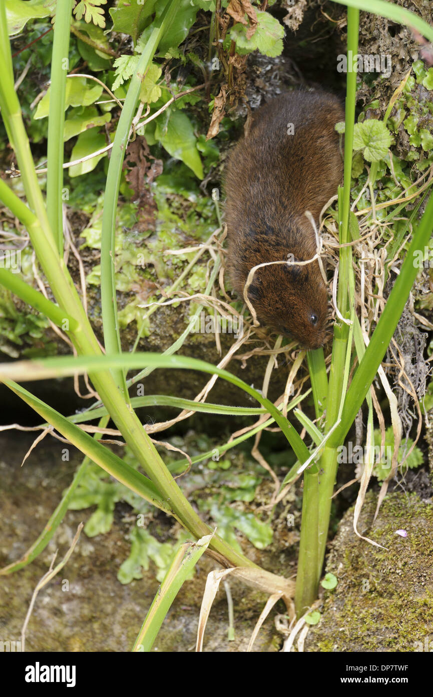 Water Vole (Arvicola terrestris) adult climbing down from burrow ...