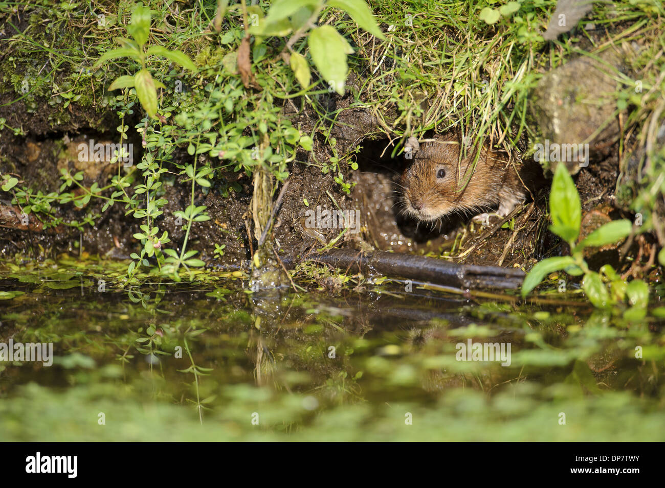 Water Vole (Arvicola terrestris) adult looking out from burrow entrance ...