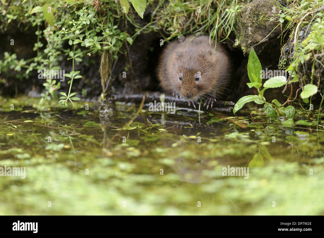 Water Vole (Arvicola terrestris) adult, at burrow entrance on canal ...