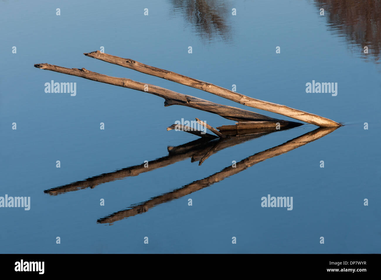 An abstract nature image of two tree branches sticking out of the water ...