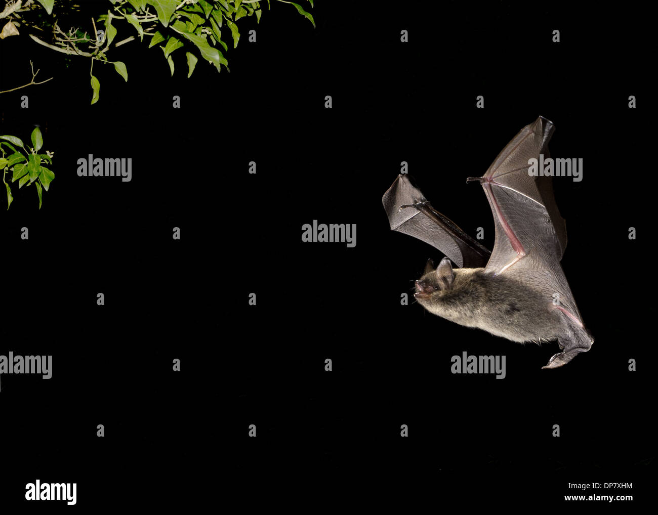 Bat britain flight hi-res stock photography and images - Alamy