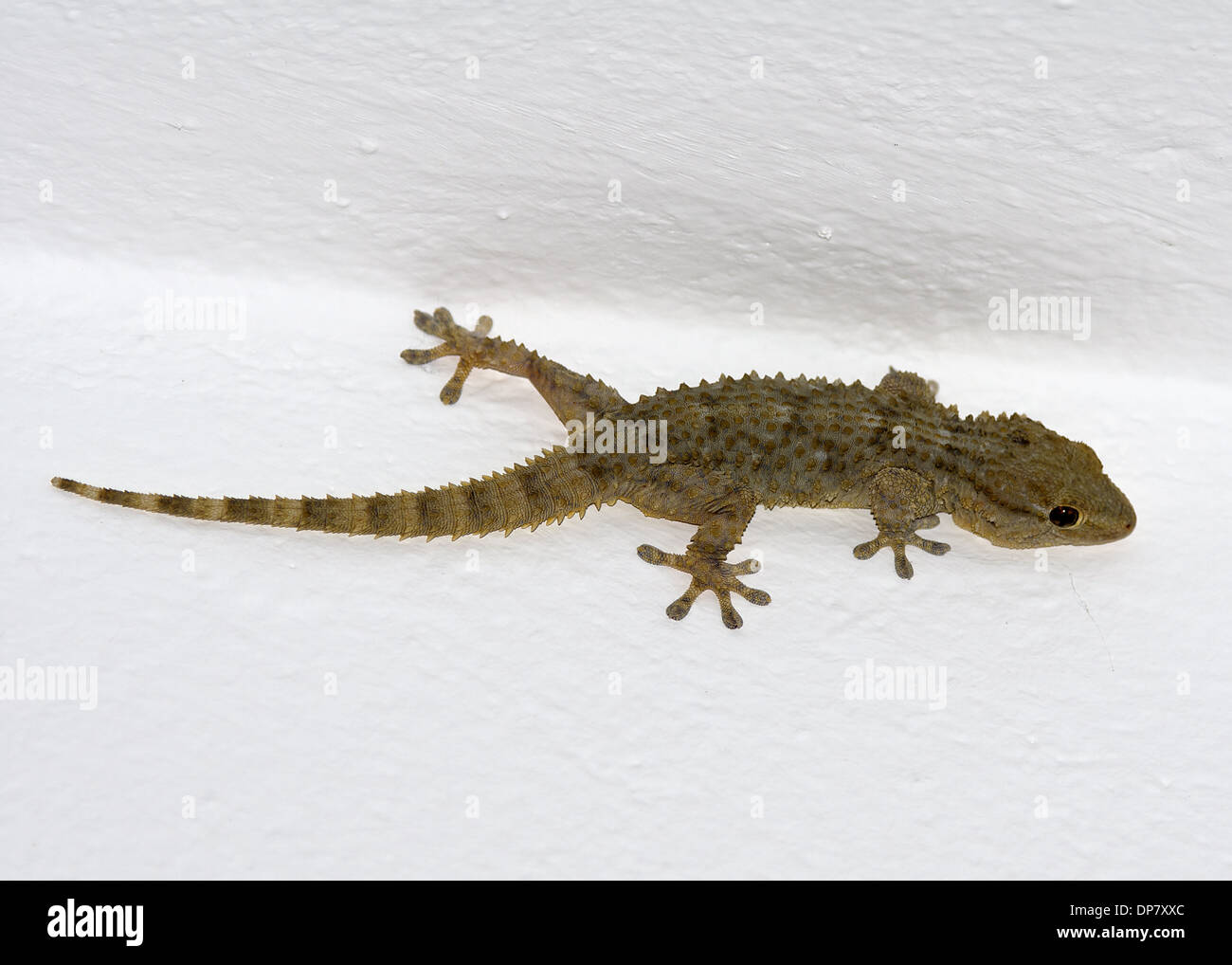 Geico Animal In Spanish