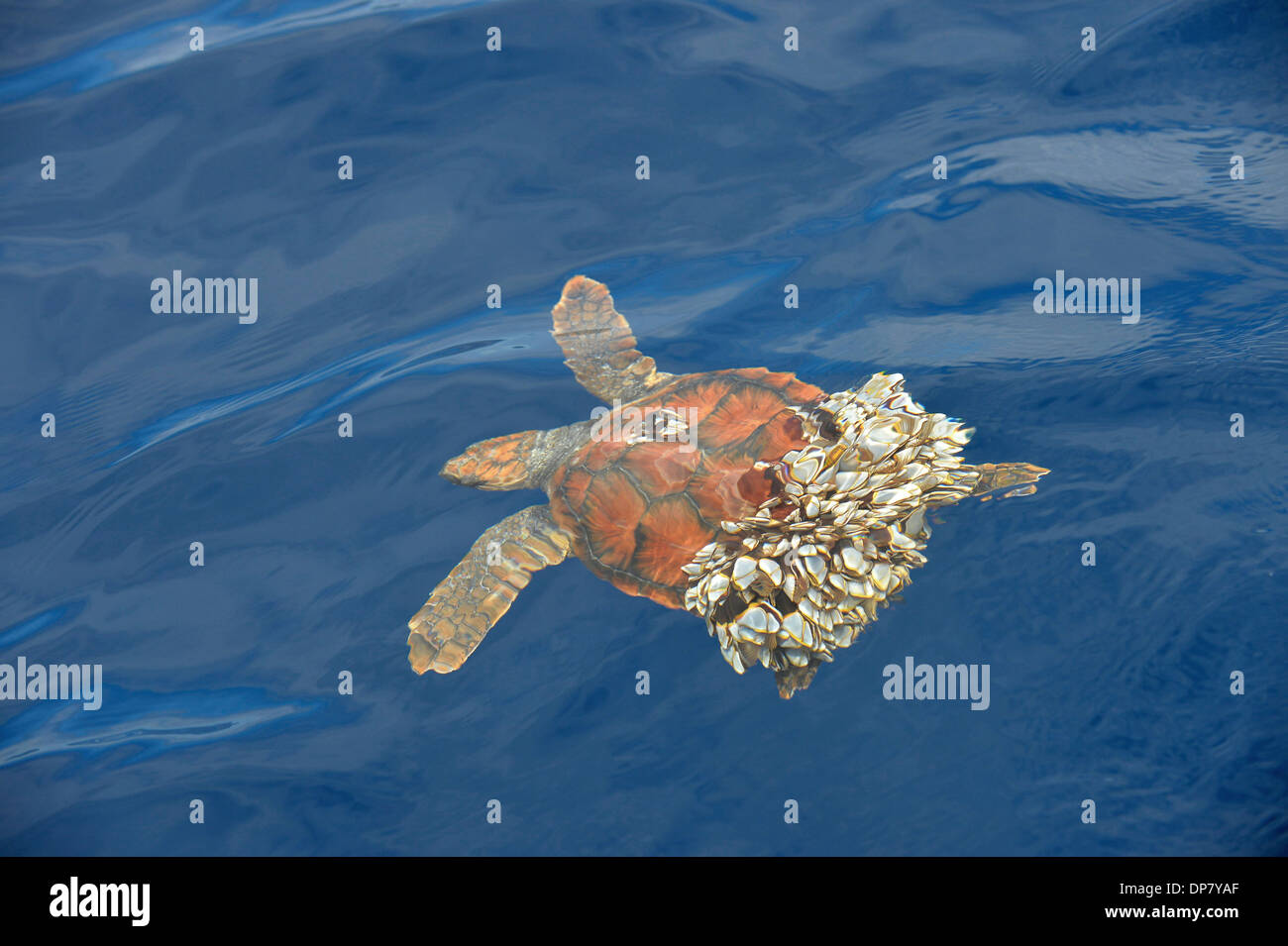 Barnacles On Turtles