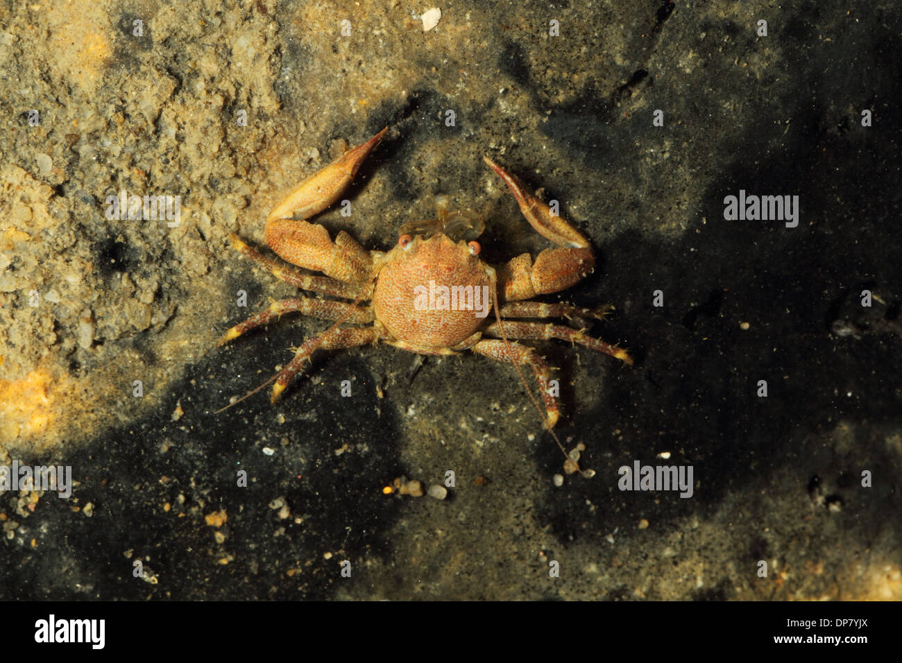 Long-clawed Porcelain Crab (Pisidia longicornis) adult, under stone on ...