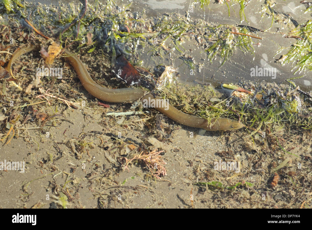 European Eel (Anguilla anguilla) yellow form immature swimming in ...
