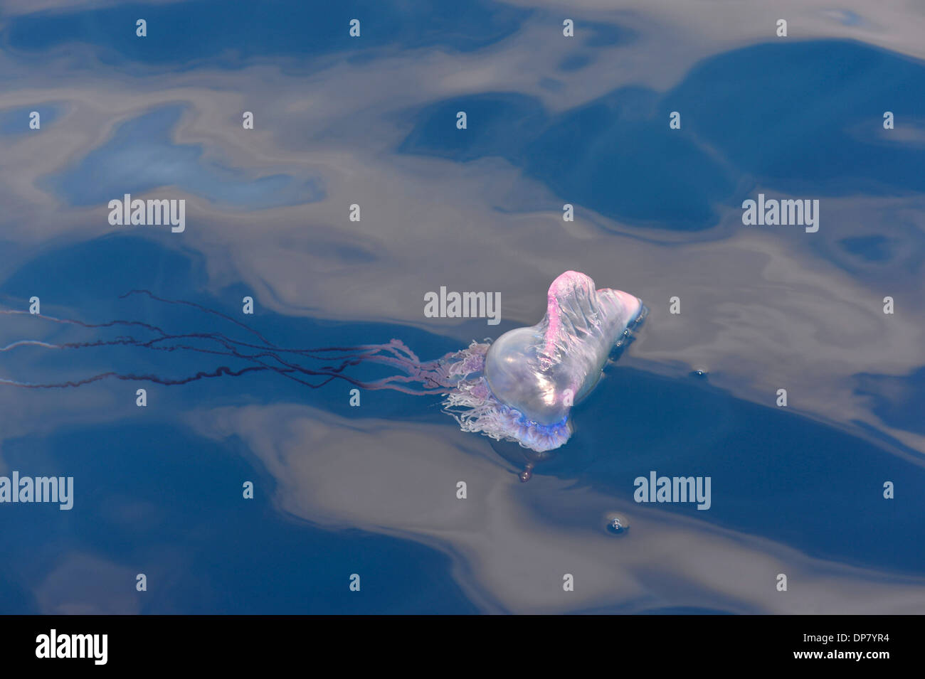 Portuguese Man of War (Physalia physalis) floating on ocean surface ...