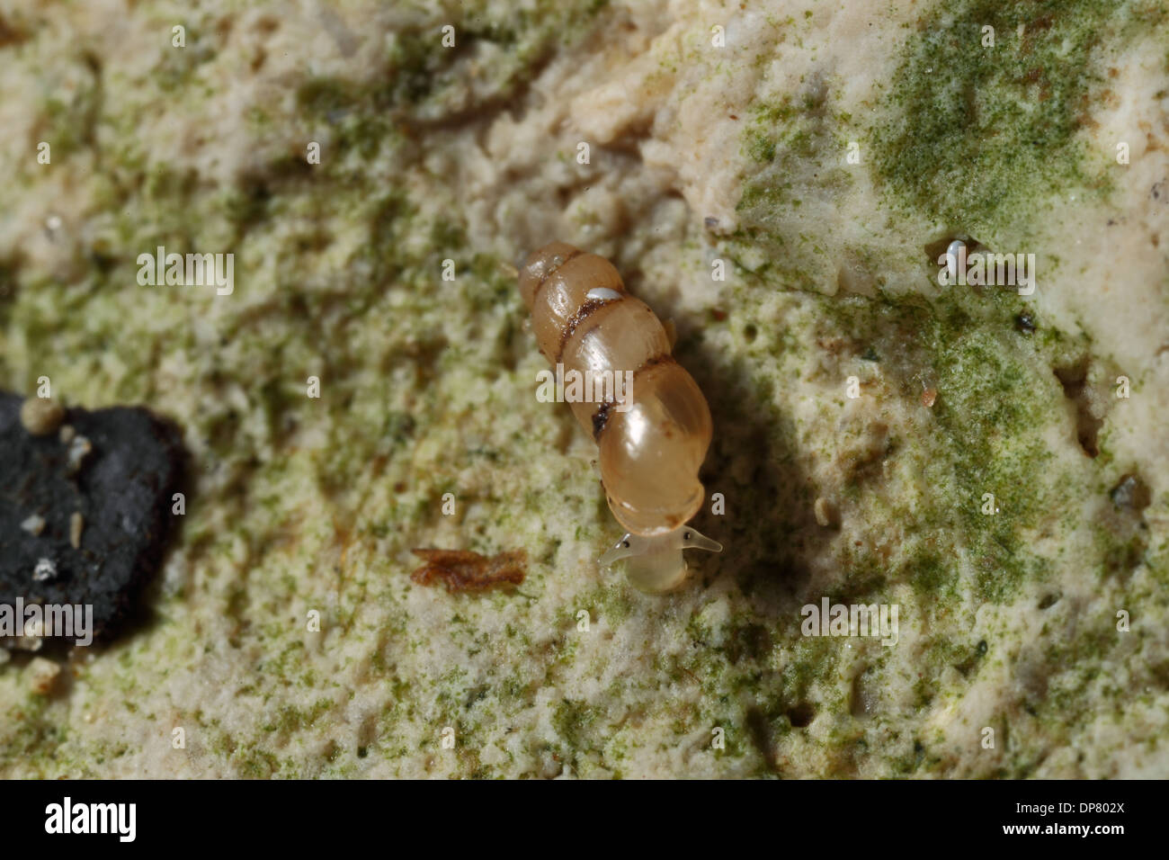 Sea snail on rock hi-res stock photography and images - Alamy