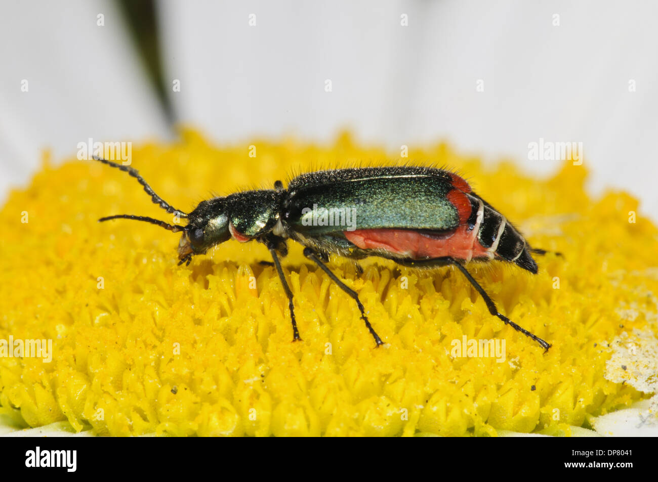 Common Malachite Beetle (Malachius bipustulatus) adult on Ox-eye Daisy ...