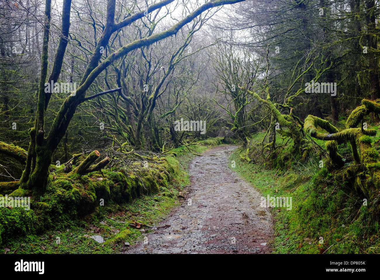 Winding path moss covered hi-res stock photography and images - Alamy