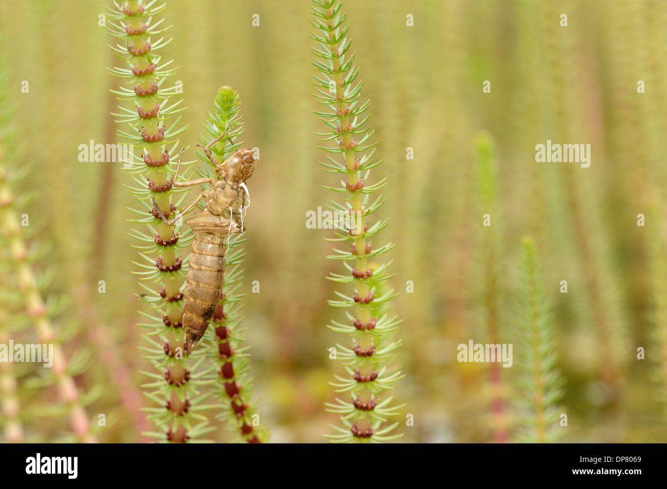 Emperor Dragonfly (Anax imperator) empty larval exuvia, on Common ...