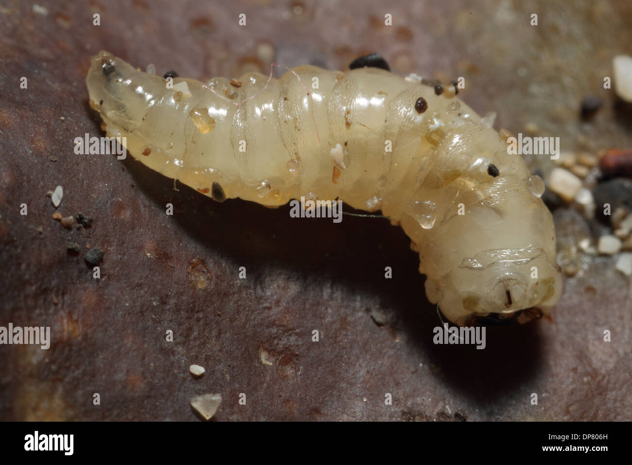 Seaweed Fly (Coelopidae sp.) maggot, amongst strandline debris ...