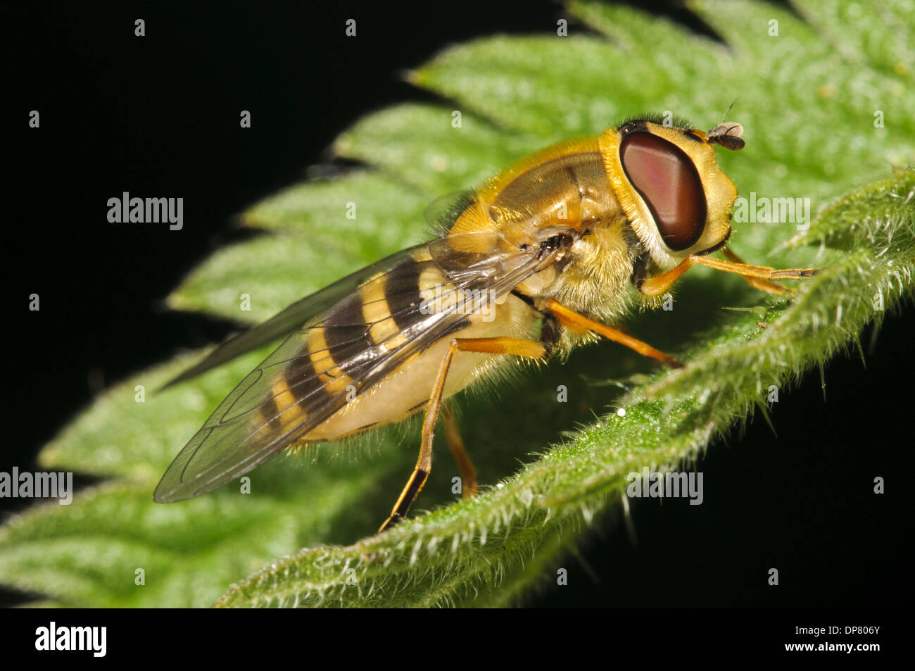 Common banded hoverfly hi-res stock photography and images - Alamy