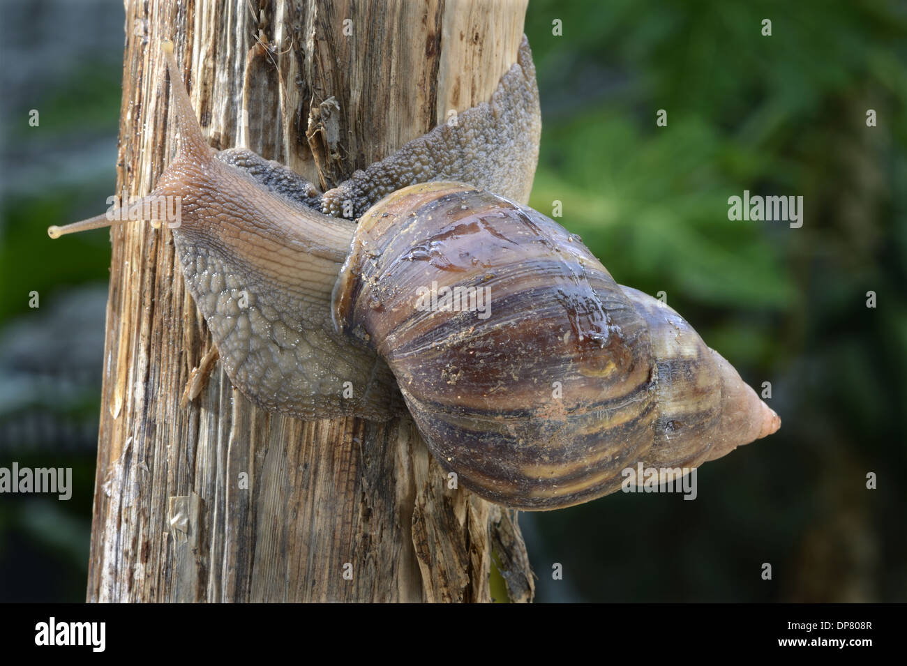 Invasive species giant african snail hi-res stock photography and ...