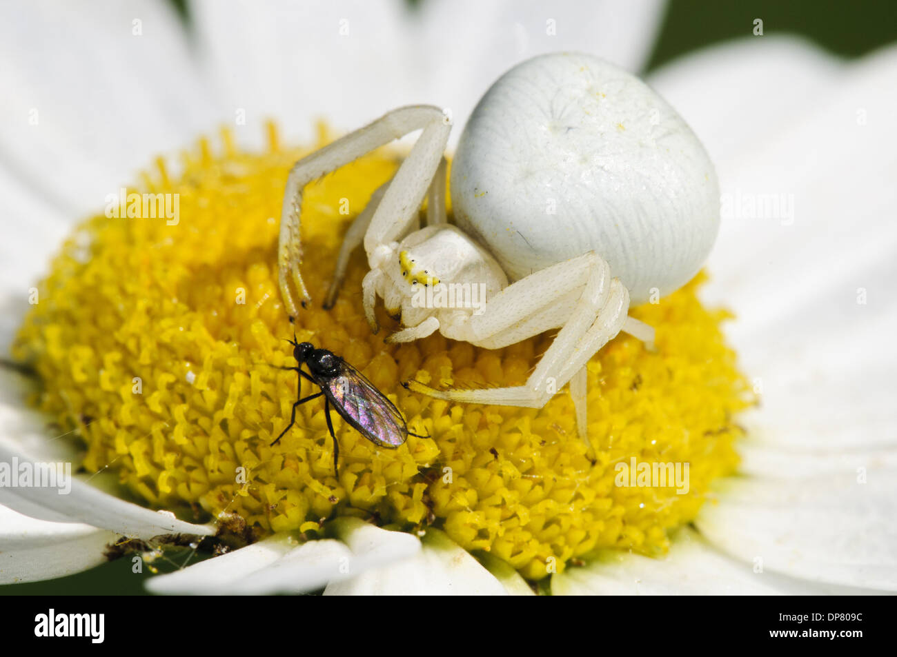 Goldenrod Crab Spider (Misumena vatia) adult female about to pounce on ...
