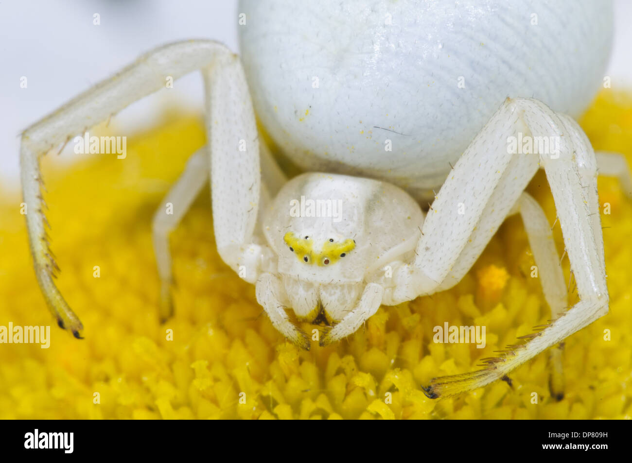 Goldenrod Crab Spider (Misumena vatia) adult female on Ox-eye Daisy ...