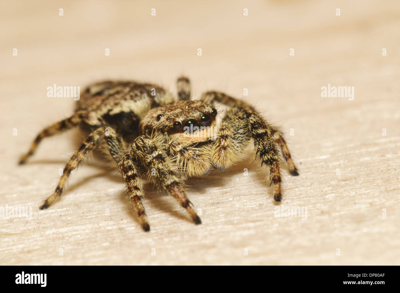 Fencepost Jumping Spider (Marpissa muscosa) adult on bare wood of ...