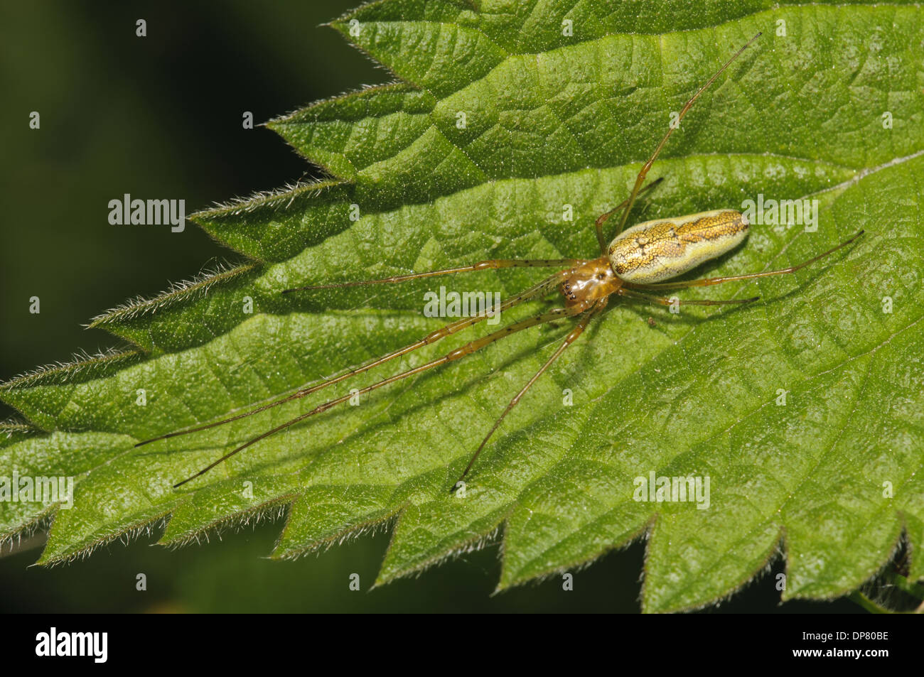 Common stretch spider hi-res stock photography and images - Alamy
