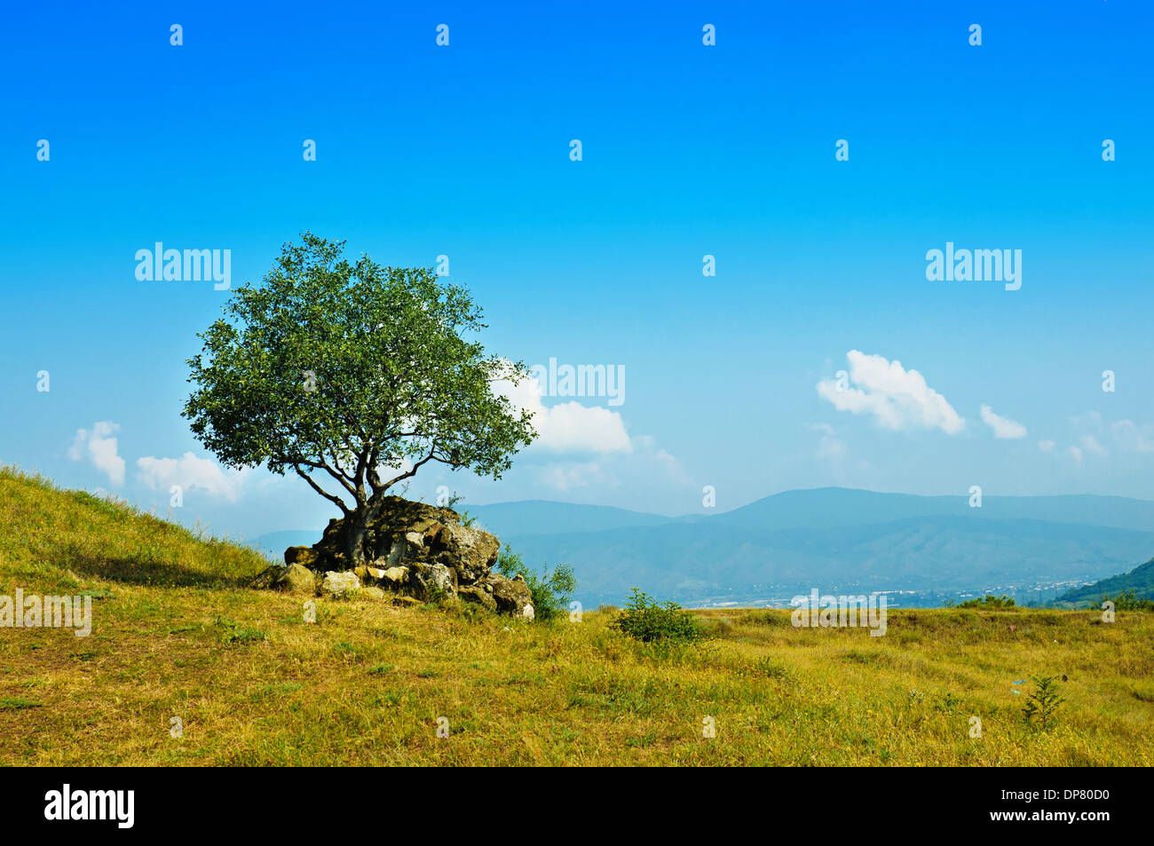 Single olive tree Stock Photo - Alamy