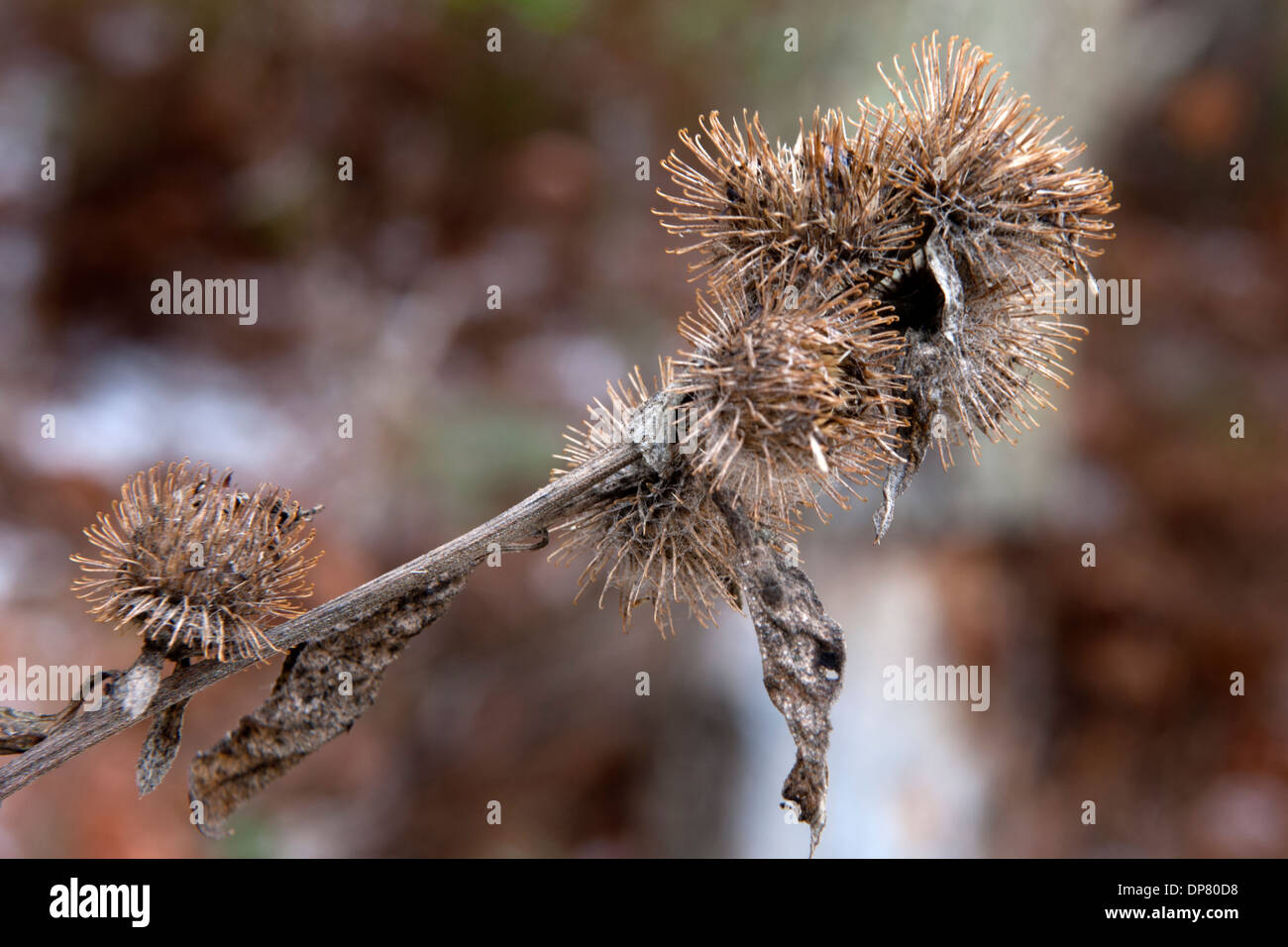 Seed head of bur plant hi-res stock photography and images - Alamy