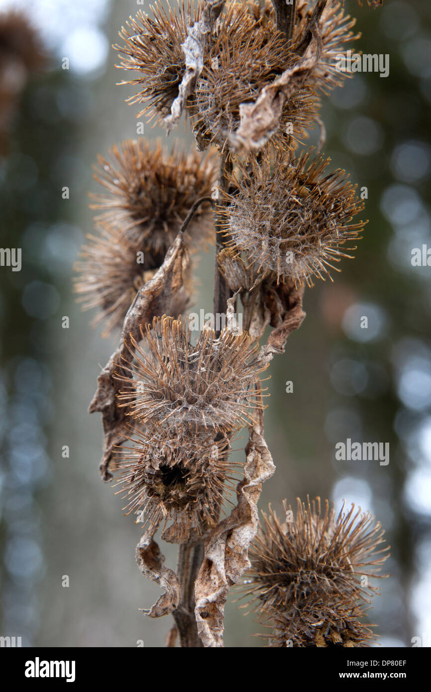 Burr seed hi-res stock photography and images - Alamy