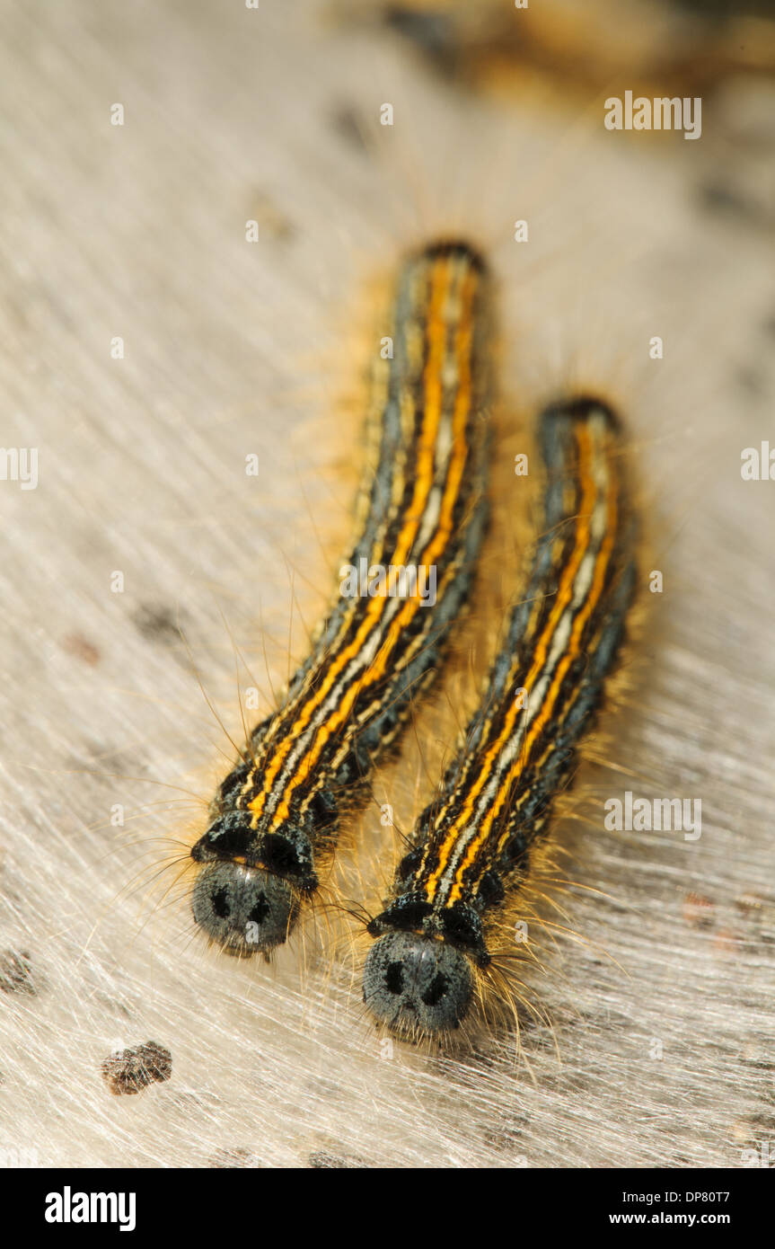 Lackey Moth (Malacosoma neustria) two caterpillars, on silken tent, St ...