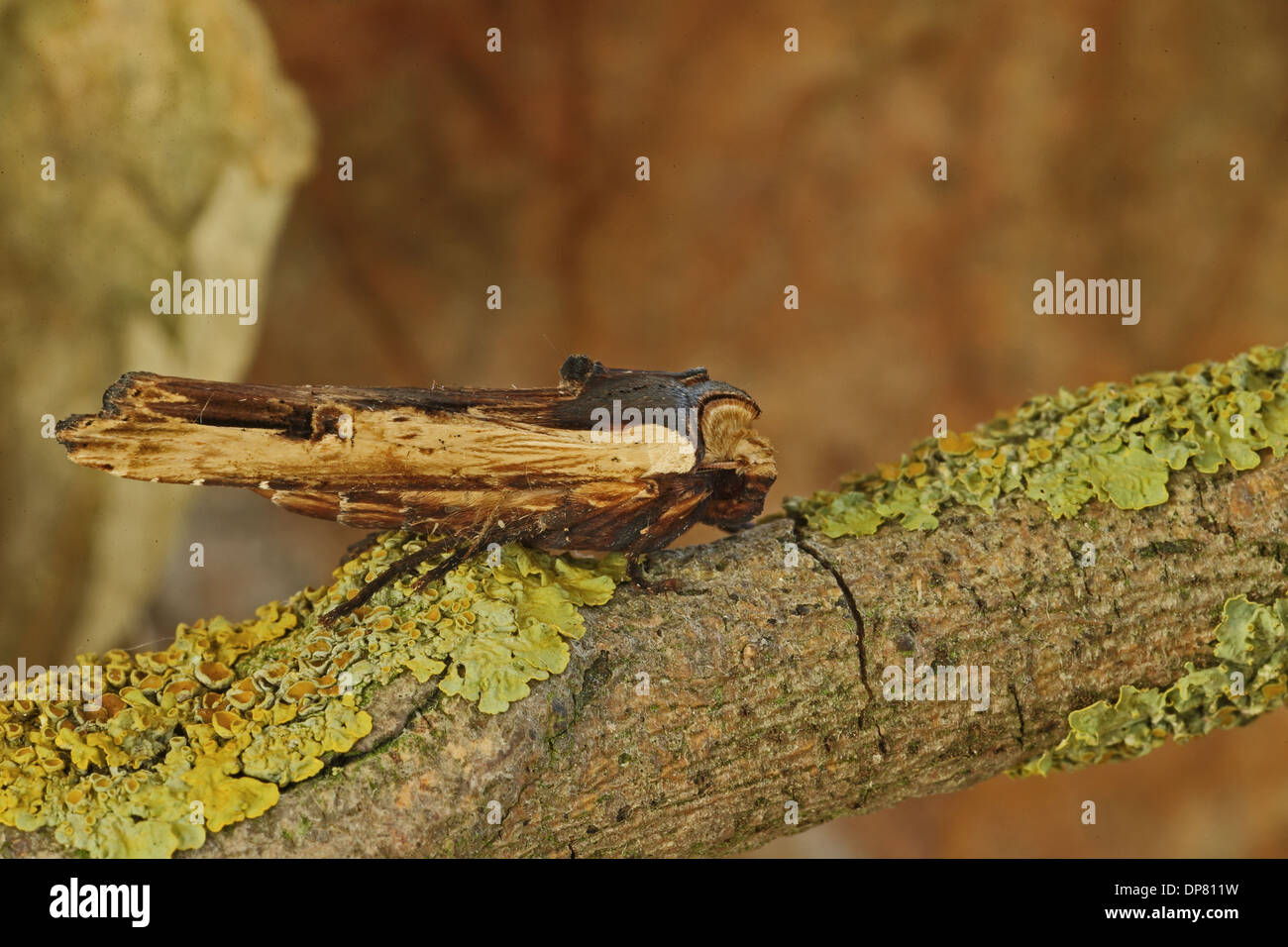 Red Sword-grass Moth (Xylena vetusta) adult, resting on lichen covered ...