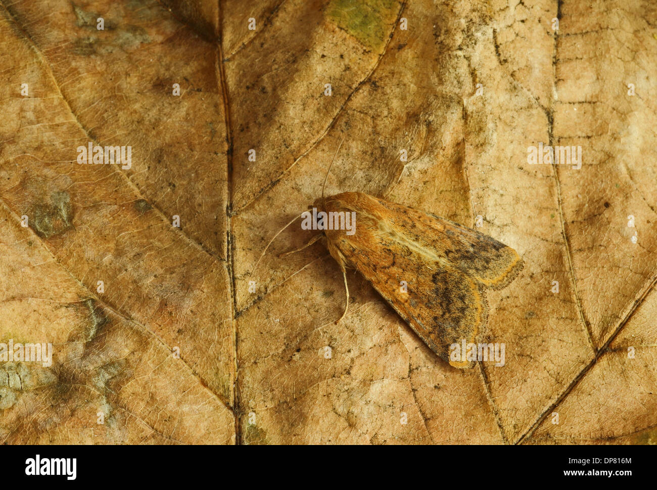 Cotton bollworm helicoverpa armigera hi-res stock photography and ...
