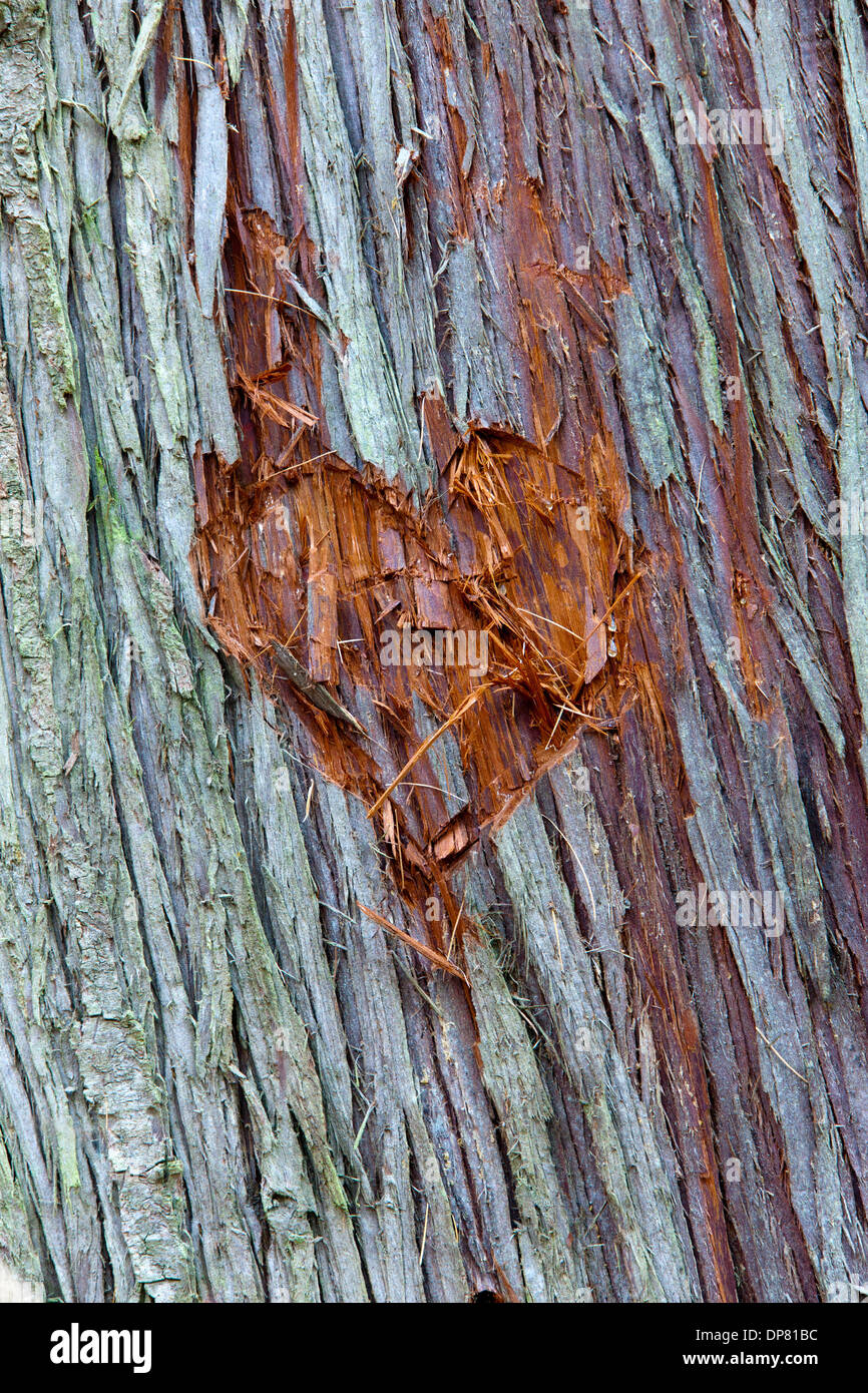 Valentine tree hi-res stock photography and images - Alamy