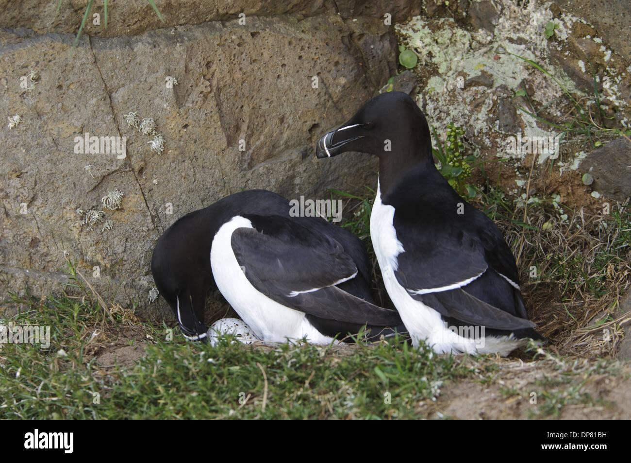Razorbill (Alca torda) adult pair breeding plumage turning egg at nest ...