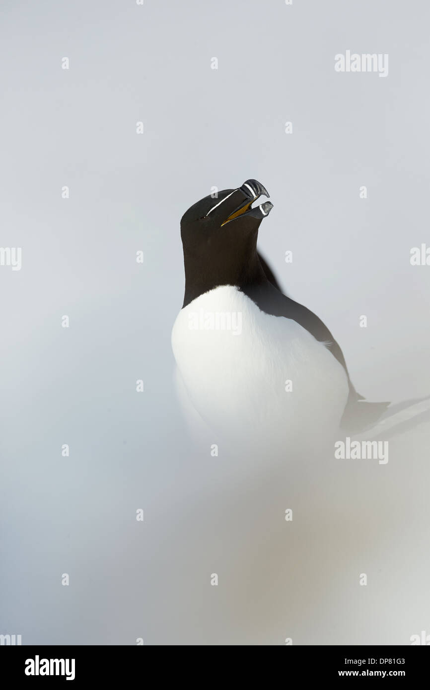 Return to breeding grounds hi-res stock photography and images - Alamy