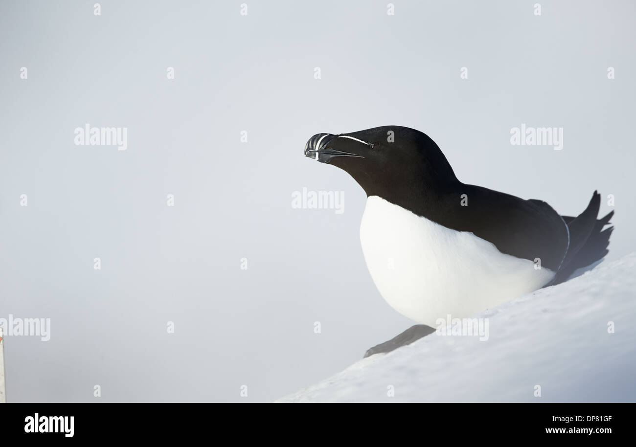 Razorbill (Alca torda) adult breeding plumage standing on snow covered ...